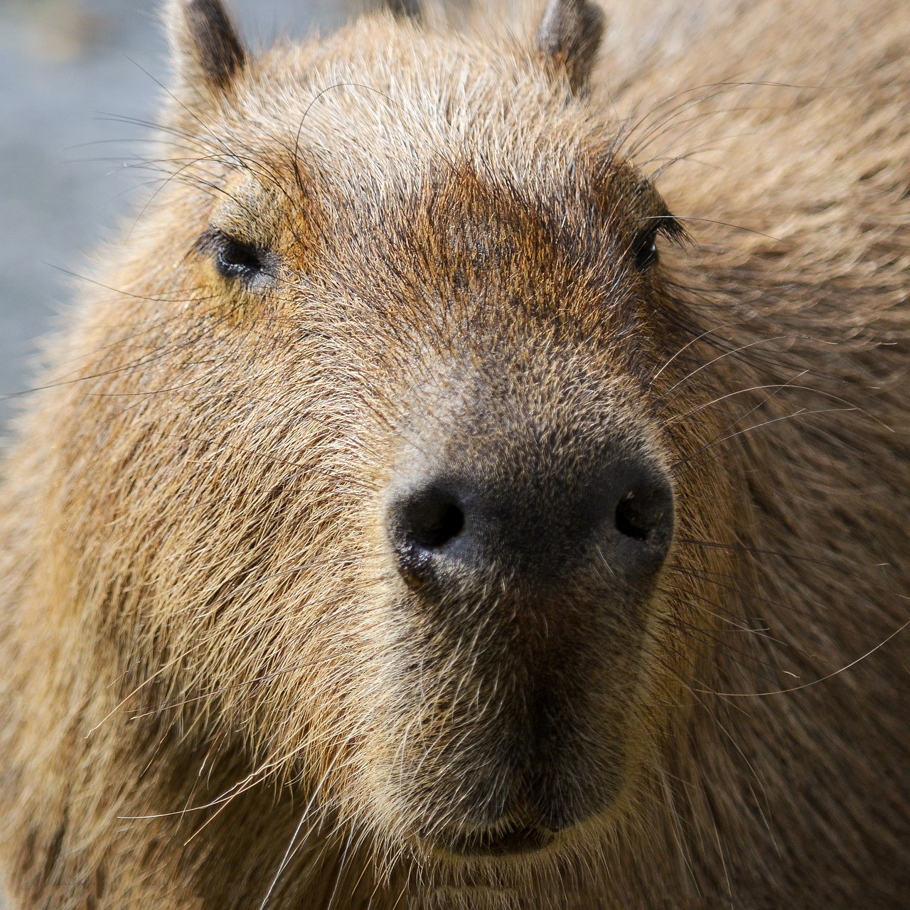 Animals – Indian Creek Zoo