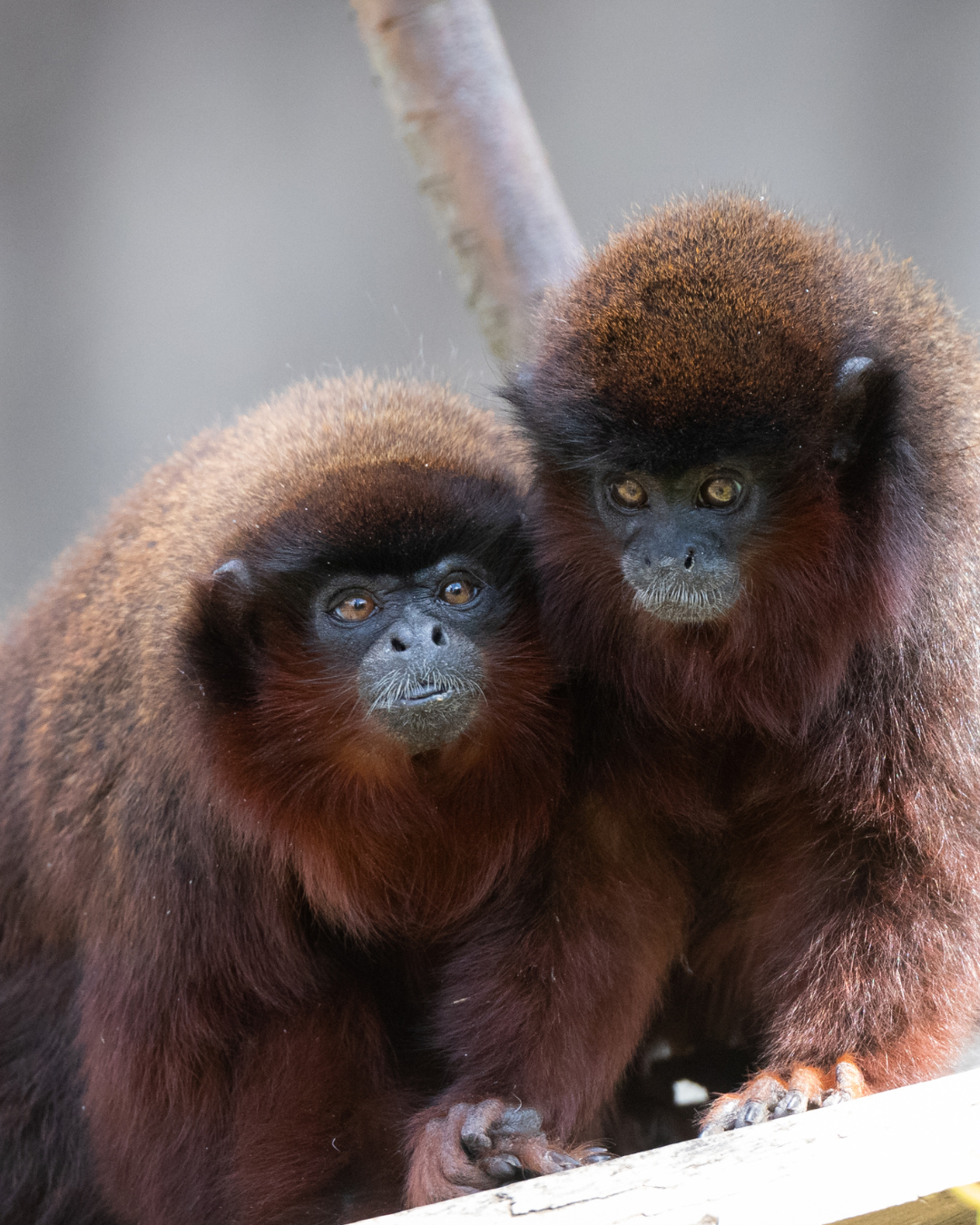 Animals – Indian Creek Zoo